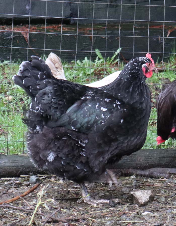 Heritage breed chickens at Under the Feather Farm - Black Copper Marans ...